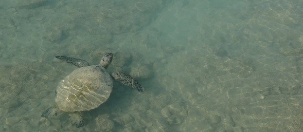 Fly Fishing Hawaii: Big Island