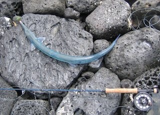 Fly Fishing Hawaii: Big Island