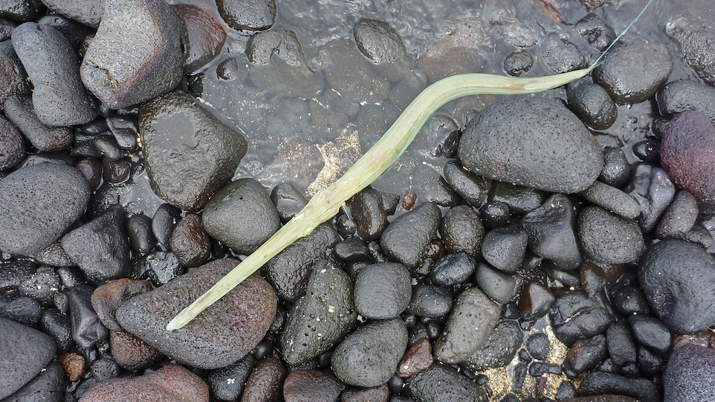 Fly Fishing Hawaii: Big Island