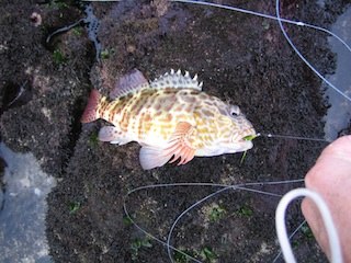 Fly Fishing Hawaii: Big Island