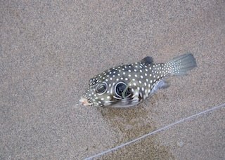 Fly Fishing Hawaii: Big Island