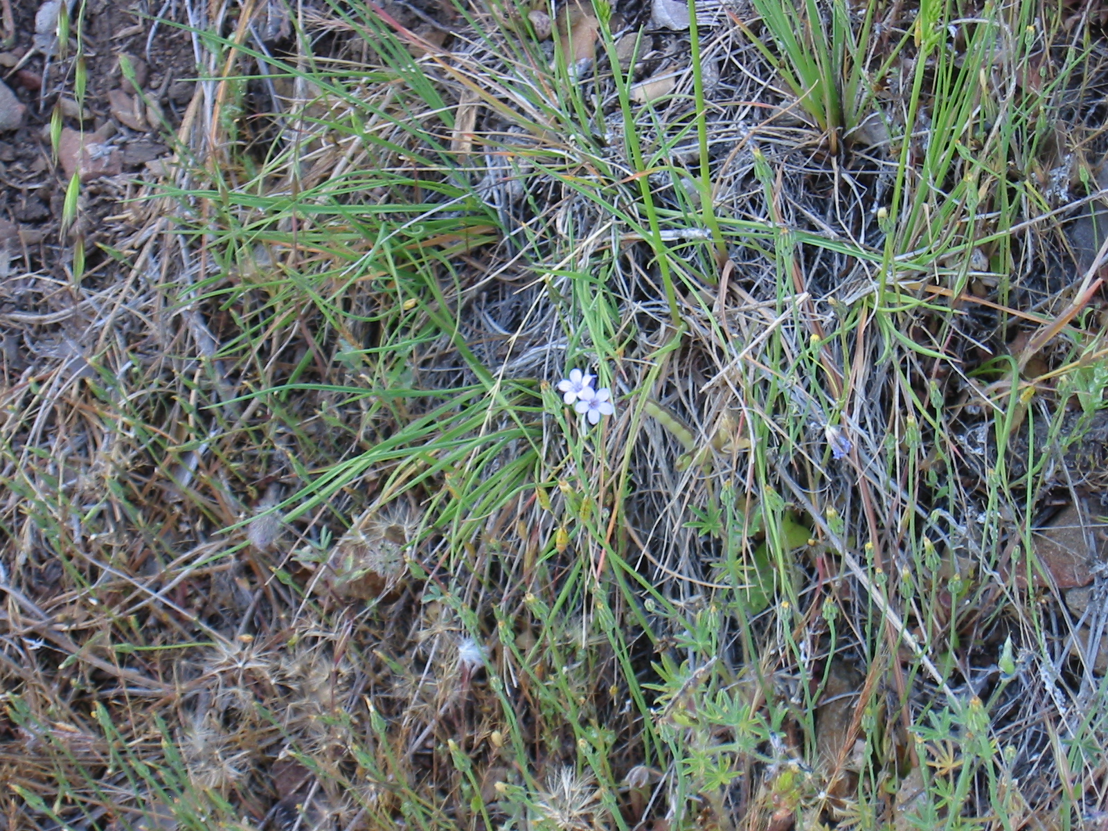 More images of Linanthus