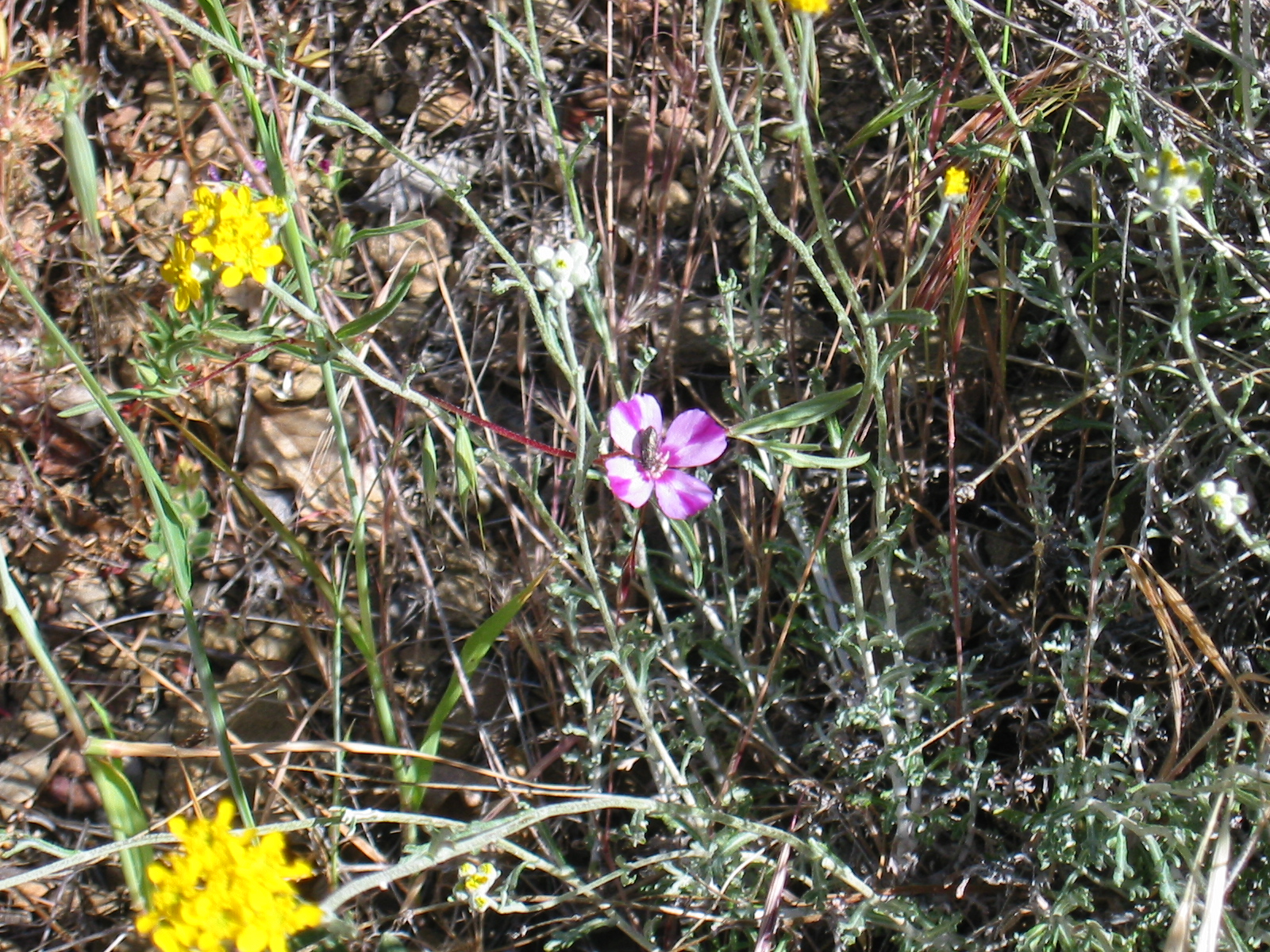 More images of ? Clarkia