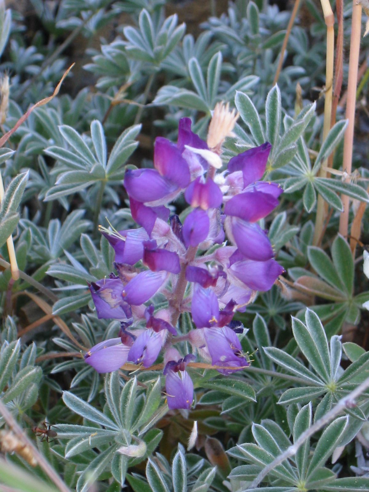 Rattlesnake Ridge, 15 June 2003