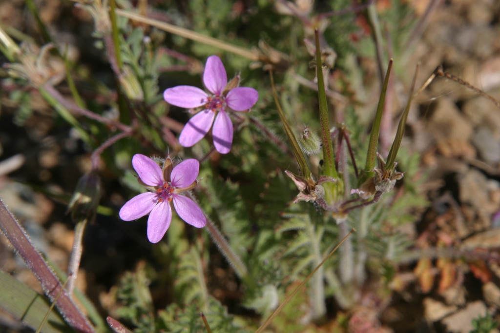 Mount Hamilton Wildflowers and Plants