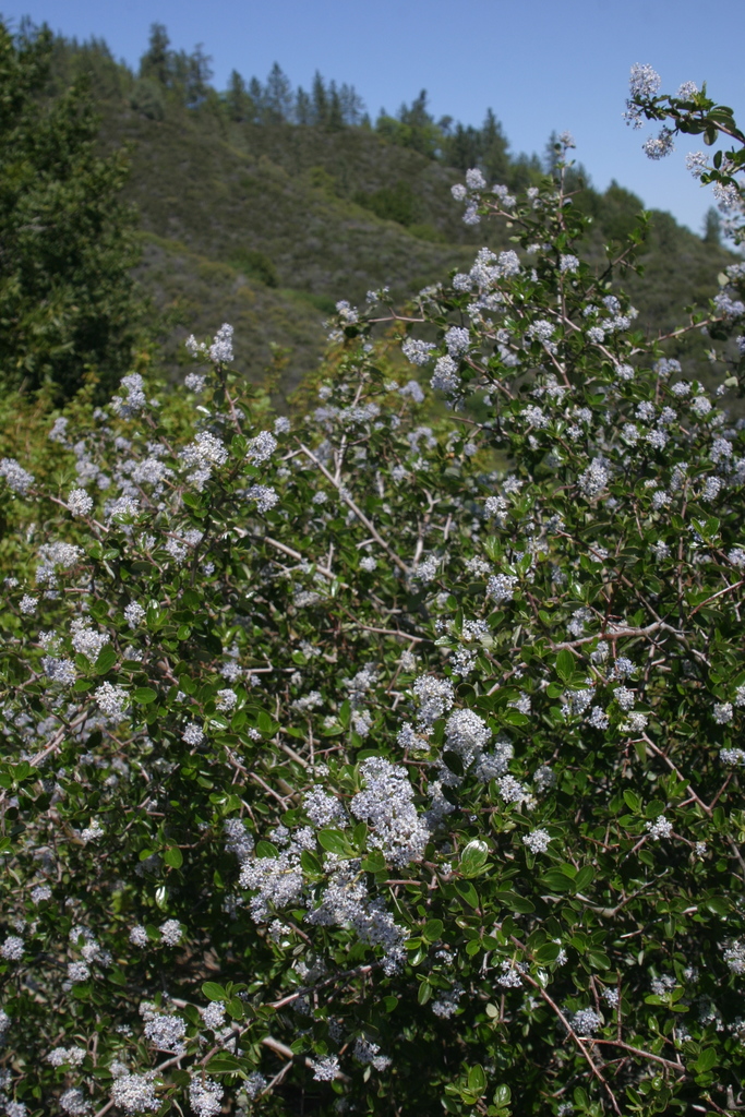 Mount Hamilton Wildflowers and Plants