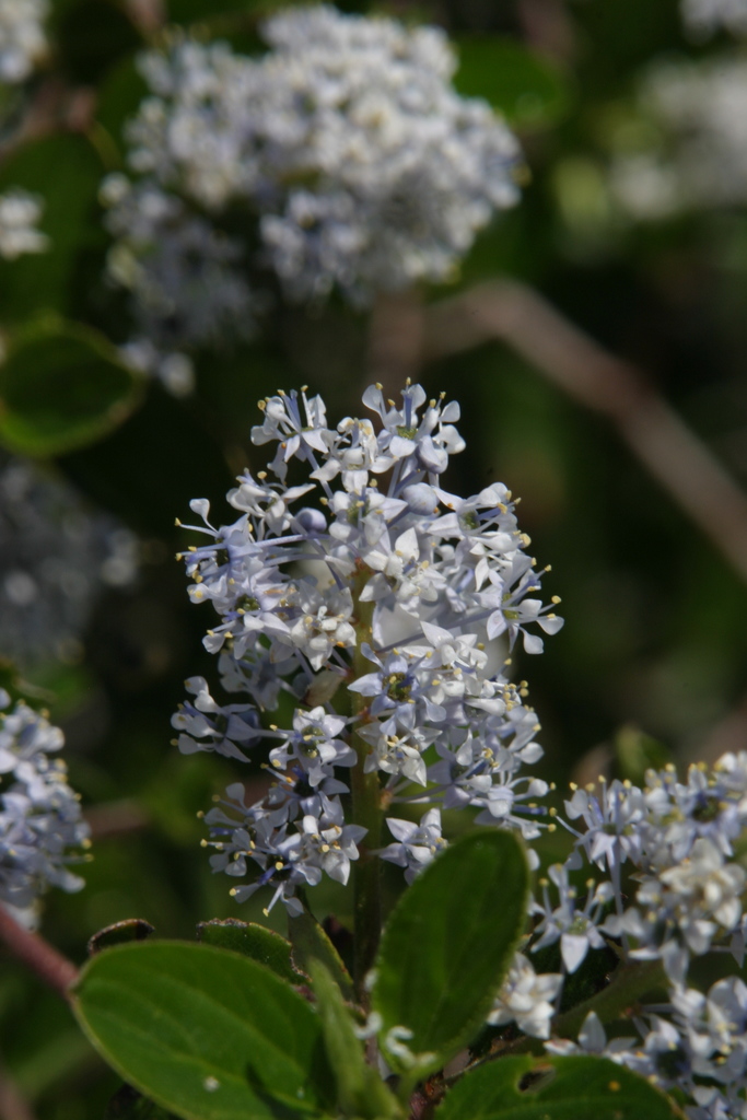 Mount Hamilton Wildflowers and Plants