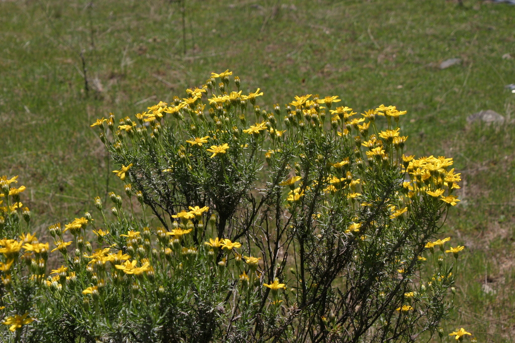 Mount Hamilton Wildflowers and Plants