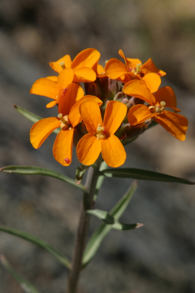 Mount Hamilton Wildflowers and Plants