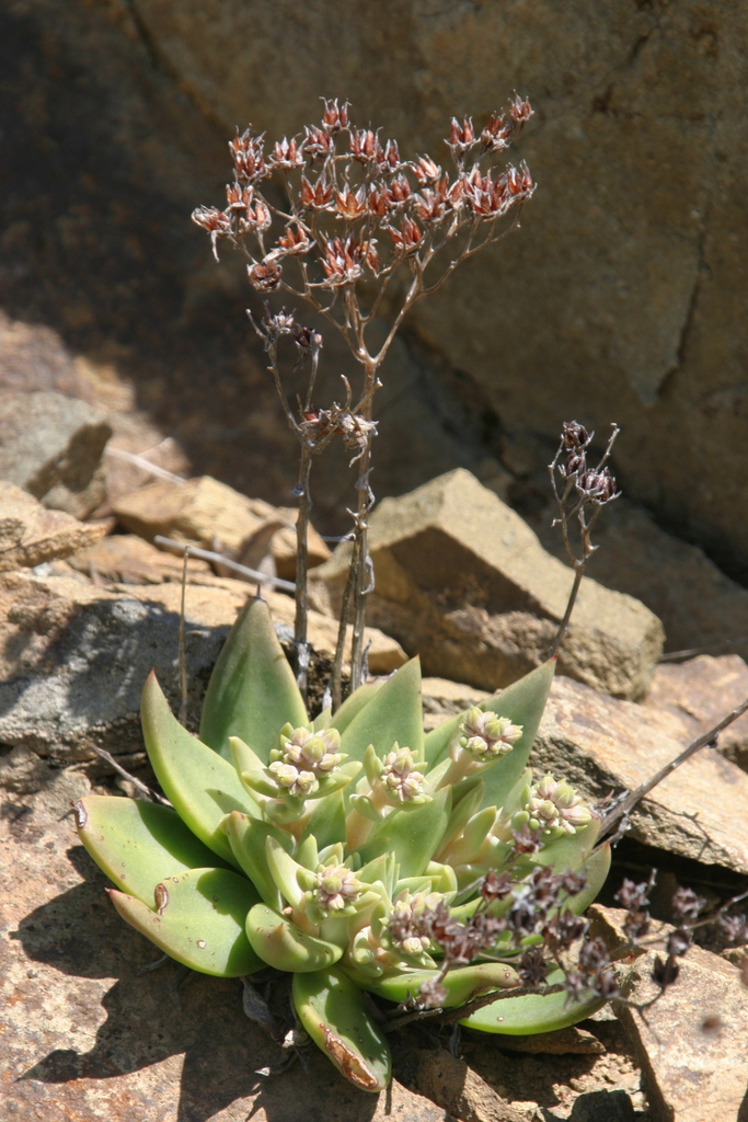 Mount Hamilton Wildflowers and Plants