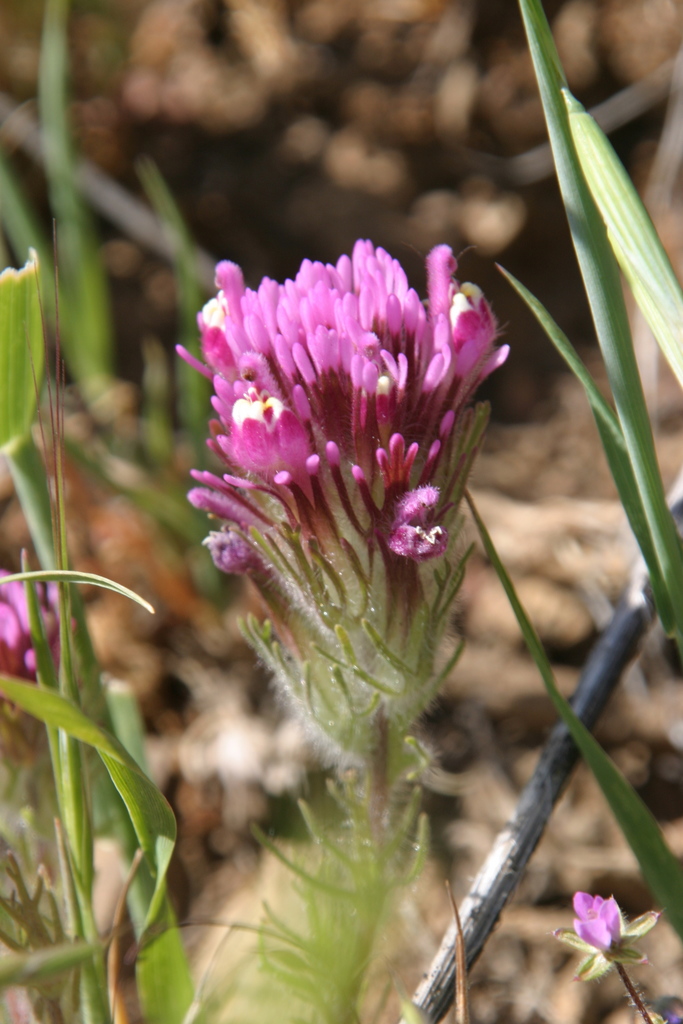 Mount Hamilton Wildflowers and Plants