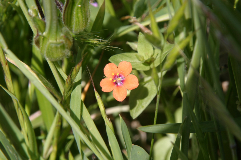 Mount Hamilton Wildflowers and Plants