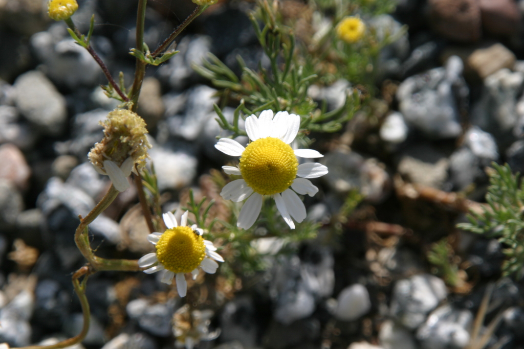 Mount Hamilton Wildflowers and Plants