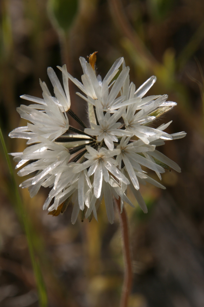 Mount Hamilton Wildflowers and Plants