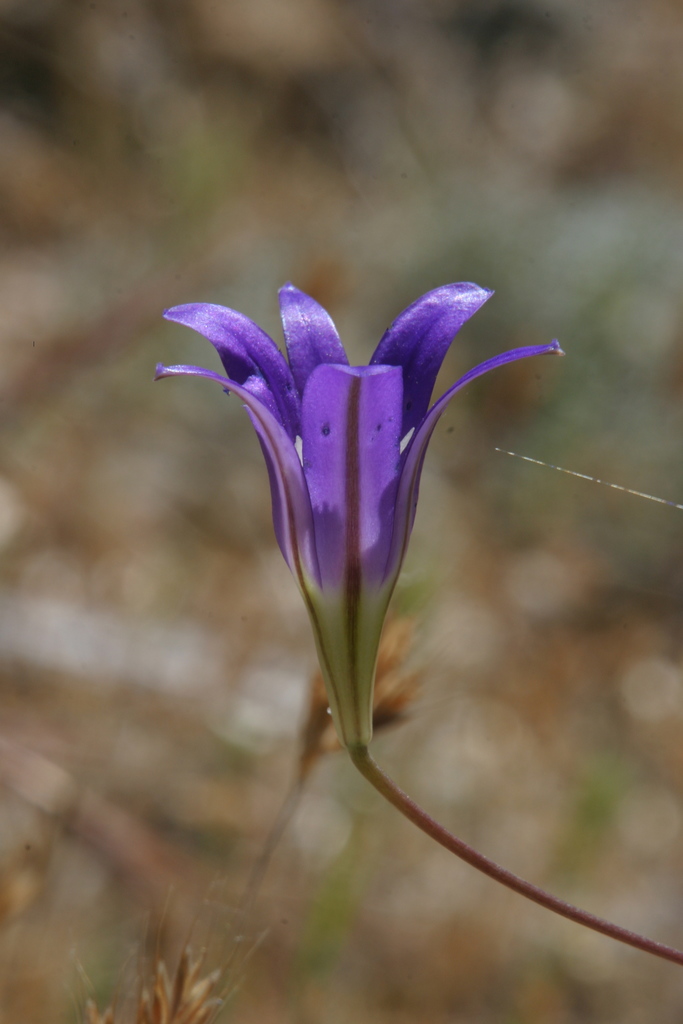 Mount Hamilton Wildflowers and Plants
