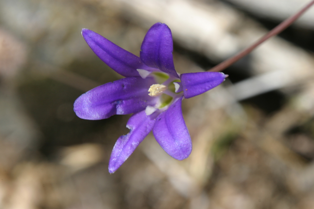 Mount Hamilton Wildflowers and Plants