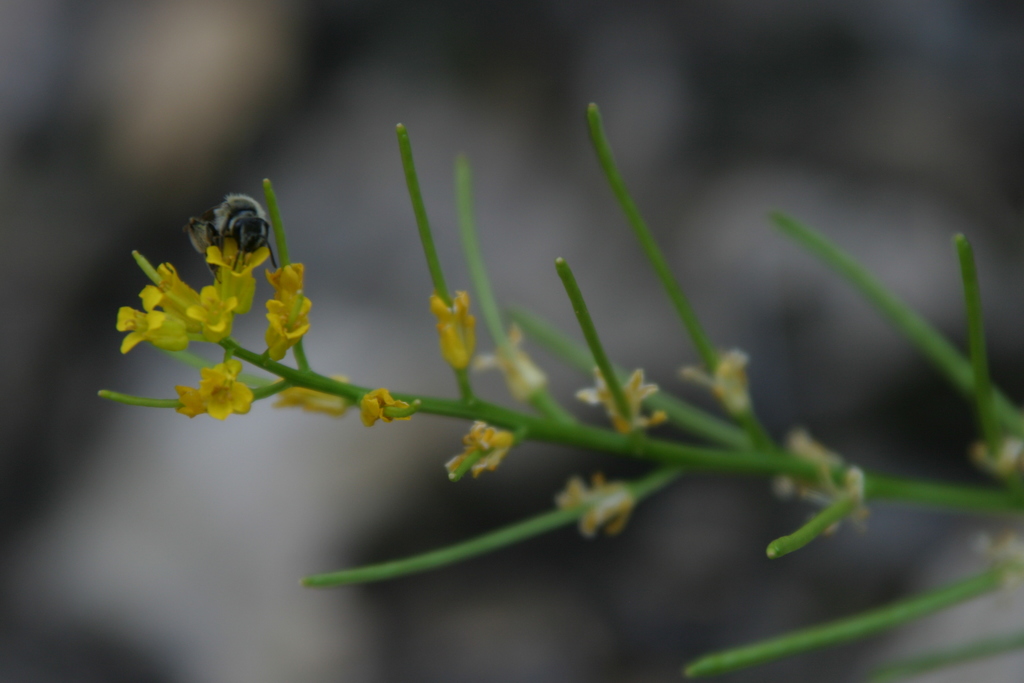 Mount Hamilton Wildflowers and Plants