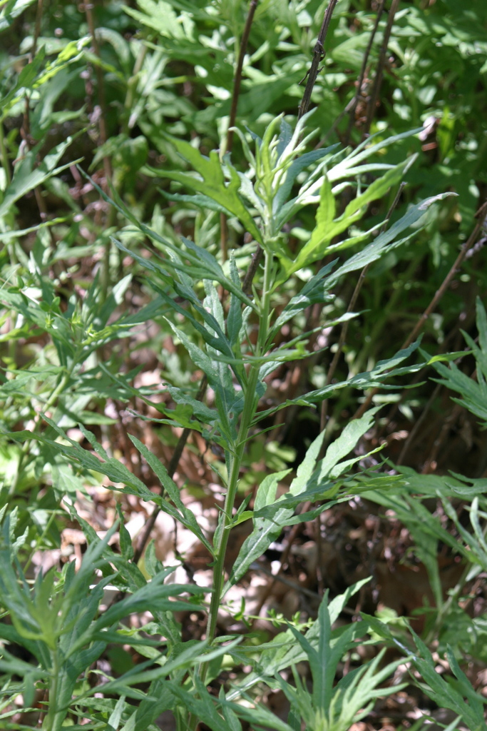 Mount Hamilton Wildflowers and Plants