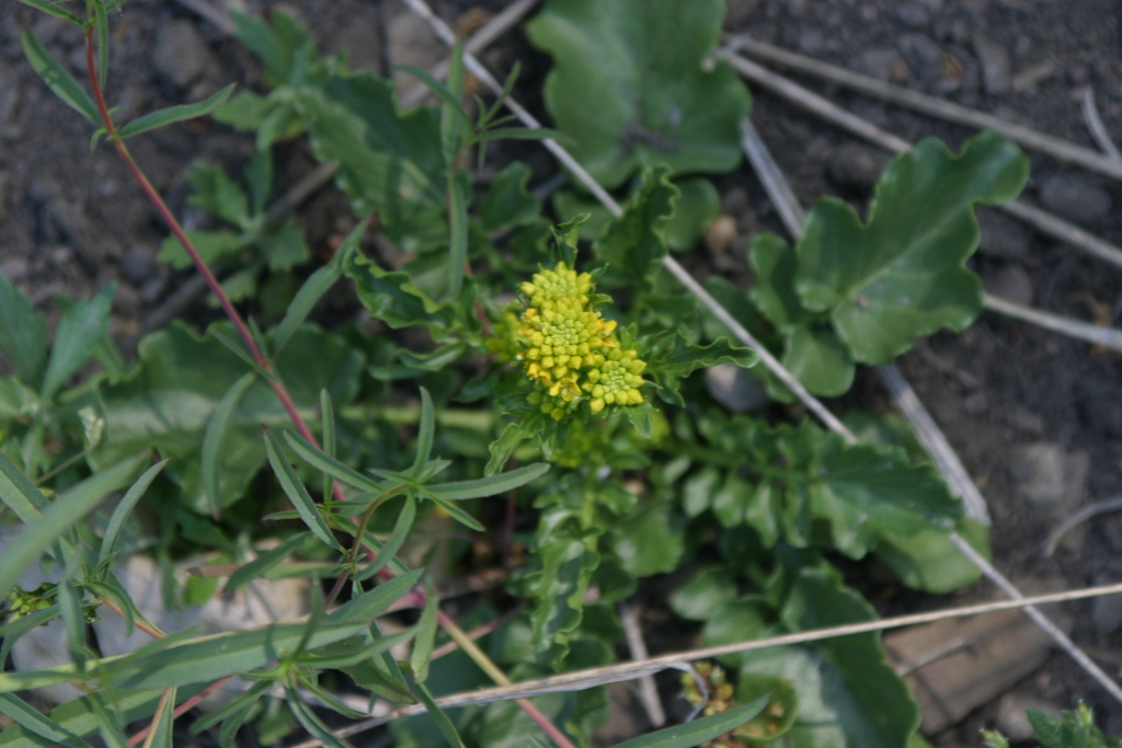 Mount Hamilton Wildflowers and Plants
