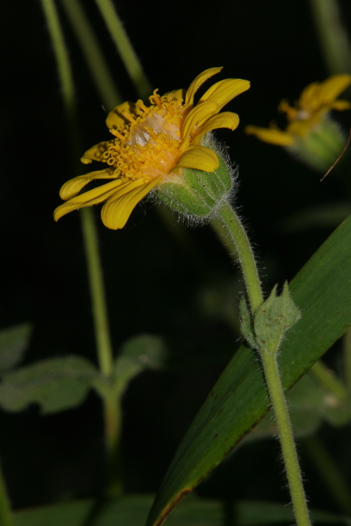 Mount Hamilton Wildflowers and Plants