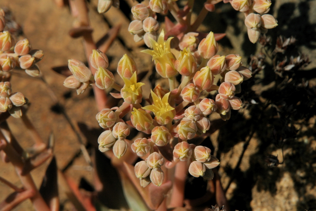 Mount Hamilton Wildflowers and Plants