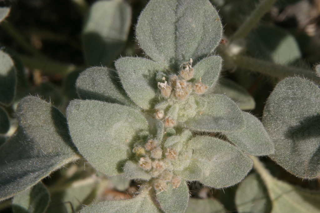Mount Hamilton Wildflowers and Plants