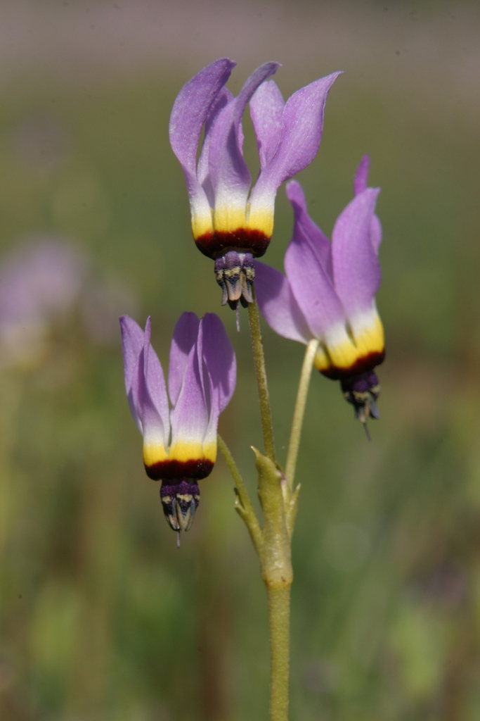 Mount Hamilton Wildflowers and Plants