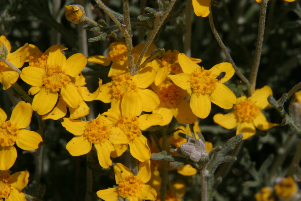 Mount Hamilton Wildflowers and Plants