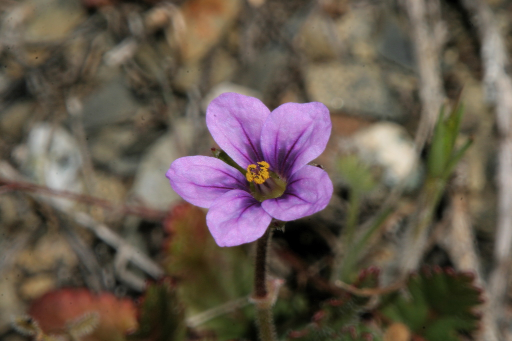 Mount Hamilton Wildflowers and Plants