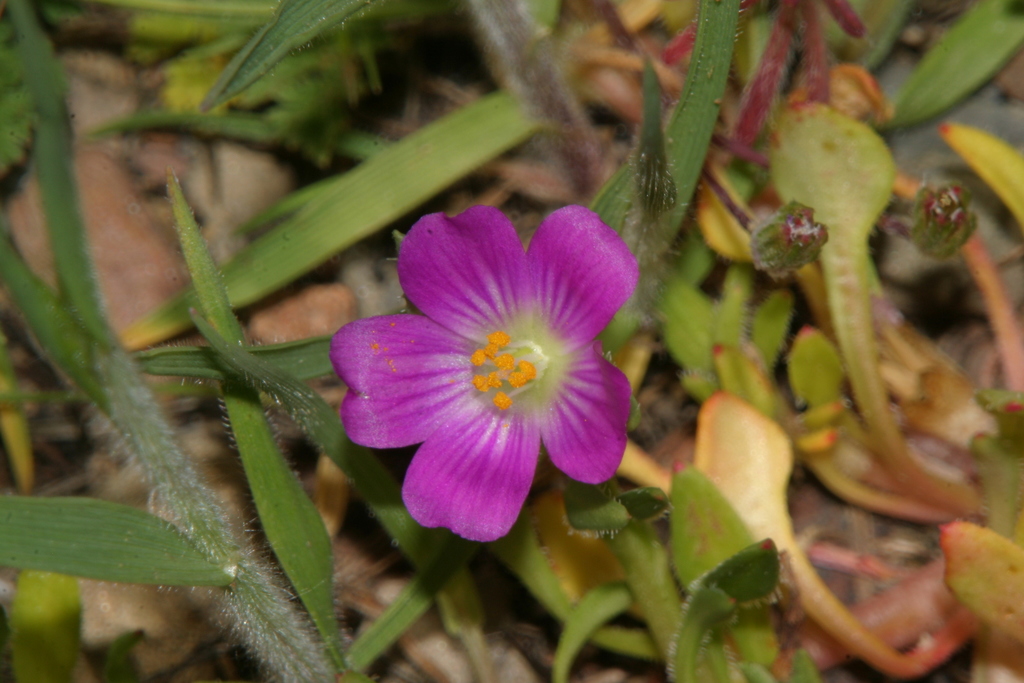 Mount Hamilton Wildflowers and Plants