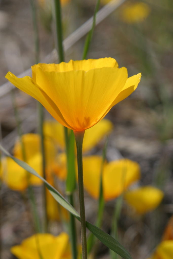 Mount Hamilton Wildflowers and Plants