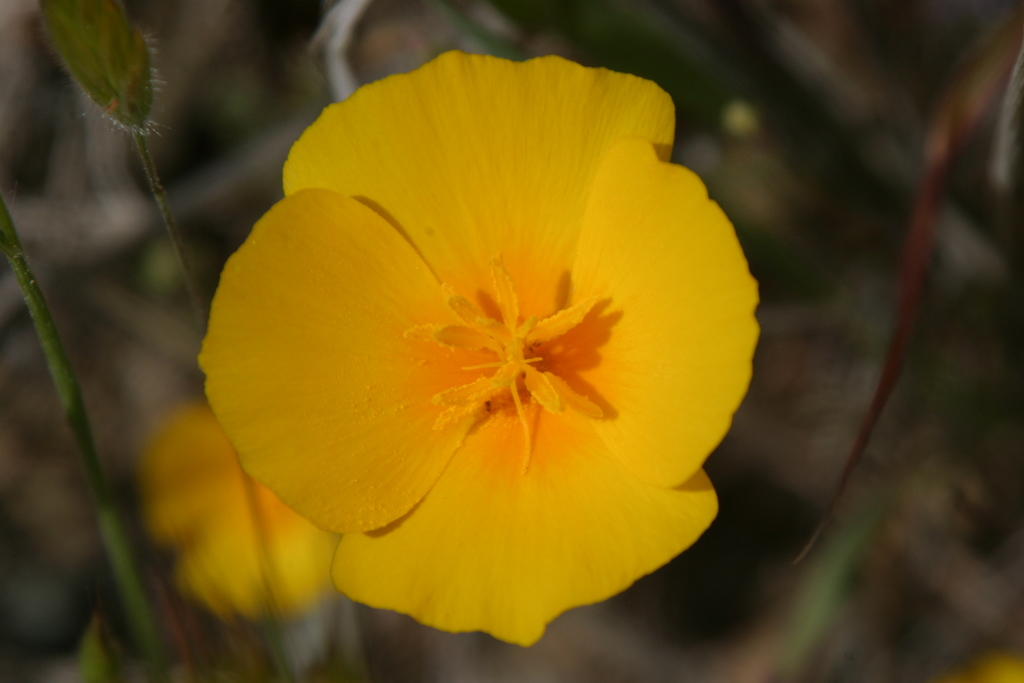 Mount Hamilton Wildflowers and Plants