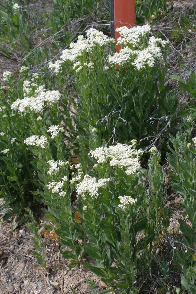 Mount Hamilton Wildflowers and Plants